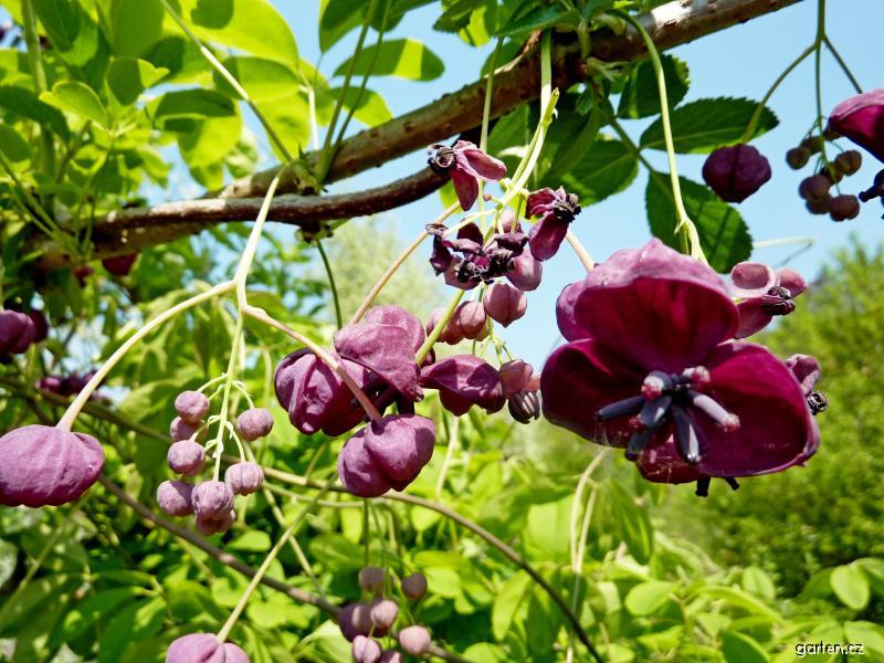 Akébie pětičetná (Akebia quinata) :: Farma u Mirabelky