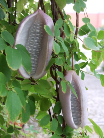 Akébie pětičetná (Akebia quinata) :: Farma u Mirabelky